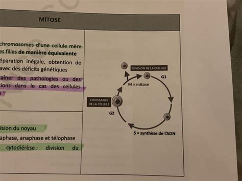 Cytosquelette Mitose Cartes Quizlet