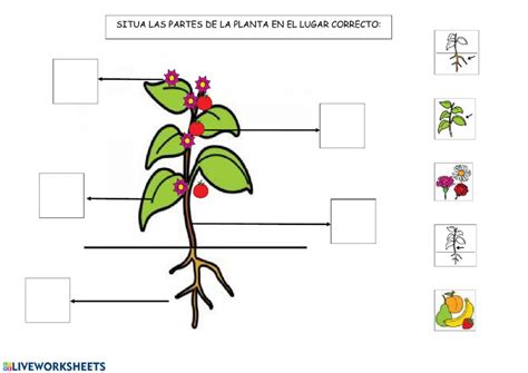 Juegos De Ciencias Juego De Ubicando Las Partes De La Planta Cerebriti