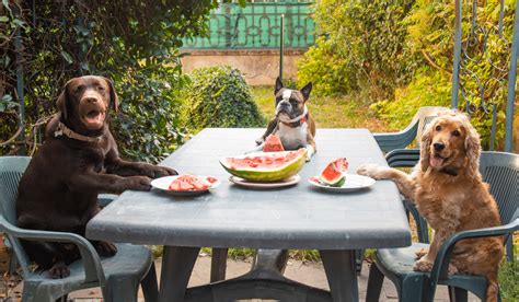 Pueden los perros comer sandía Esto es lo que dicen los expertos