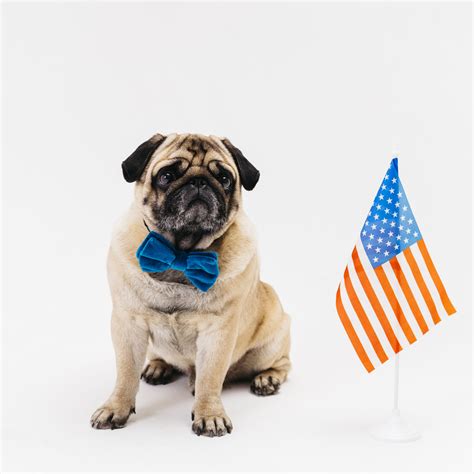 Cómo viajar con mi mascota a Estados Unidos Petfly
