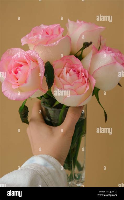 Female Hand Holding Delicate Pink Roses On Beige Background Minimal