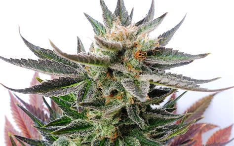Full Grown Sativa Plant