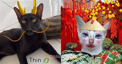 50 ảnh mèo meme tết 2024 hài hước độc đáo Tin Hay Vip