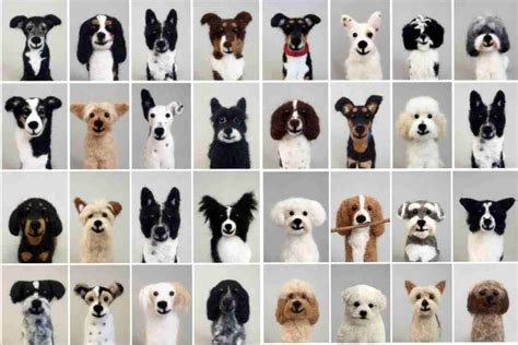 Défi Pouvez vous trouver le vrai chien parmi 64 peluches Pet e pop