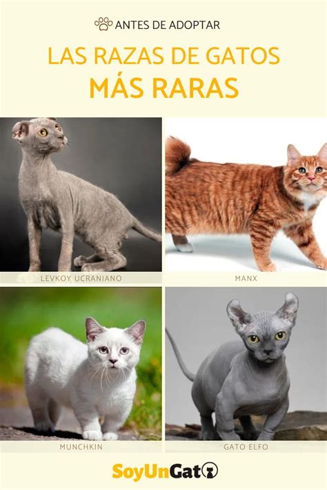Las razas de gatos más raras que existen