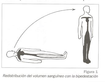 Hipotensión ortostática en el anciano
