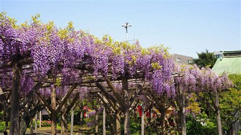 東京一の藤の名所亀戸天神社絶景の藤棚藤の花とスカイツリーのコラボ東京都江東区 YouTube