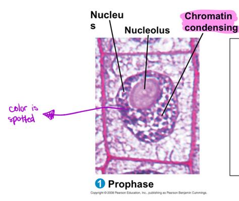 Biology Mitosis Quiz Flashcards Quizlet