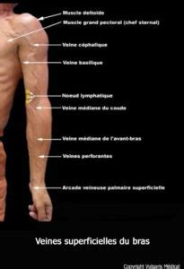 Veines Superficielles Du Bras Anatomie Photo Et Illustration
