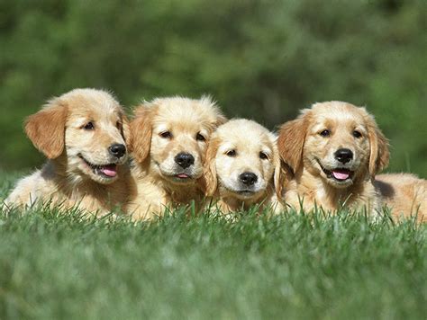 Choisir Son Chien Culture Canine La Suite Canine Education Canine