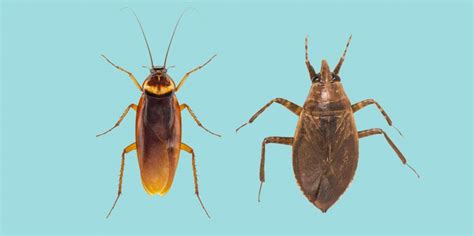 Difference Between Water Bugs And Cockroaches All About Roaches