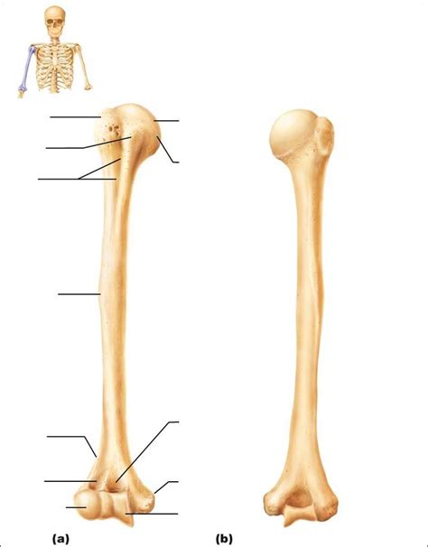 Humerus Anterior View Diagram Quizlet