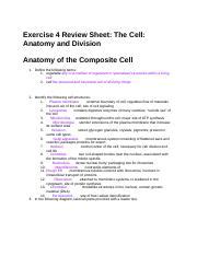 Exercise 4 Review Sheet The Cell Anatomy And Division Exercise 4