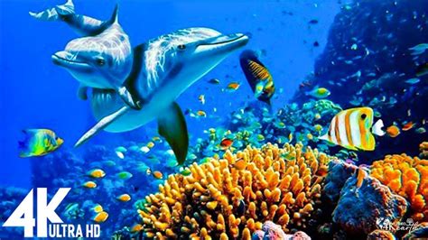 4K Stunning Underwater Wonders Of The Red Sea Relaxing Music Coral