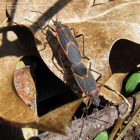 Bug Pictures Boxelder Bug Eastern Boxelder Bug Boisea Trivittata By