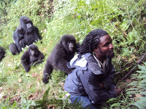 Guide To Trekking With Africa Gorillas Uganda Rwanda Congo