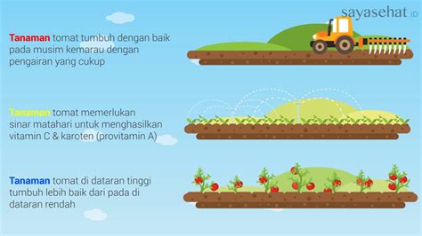Manfaat Tomat Untuk Kecantikan YouTube