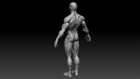 Realistic Muscular Man 3D Model OBJ ZTL CGTrader
