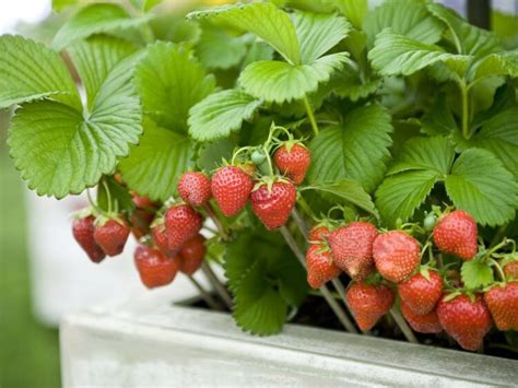 Cómo cultivar fresas en macetas