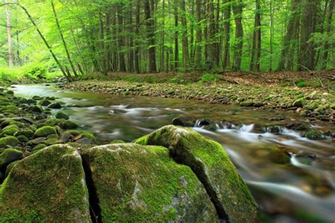 Kostenlose Foto Baum Natur Wald Bach Wildnis Weg Blatt Fluss