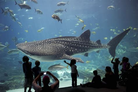 Lifestyle Voici Les Plus Grands Aquariums Du Monde Hot Sex Picture