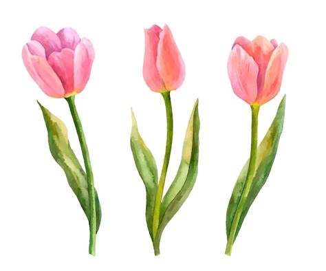 Vektor tulpen handgezeichnete illustration von frühlingsblumen floralen