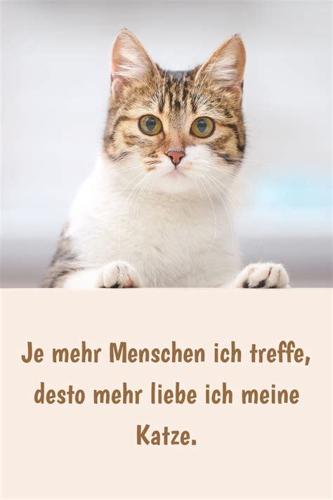 Schöne lustige Katzensprüche Zitate und Weisheiten