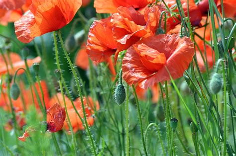 Mohnblumen Blumen Feld Kostenloses Foto Auf Pixabay Pixabay