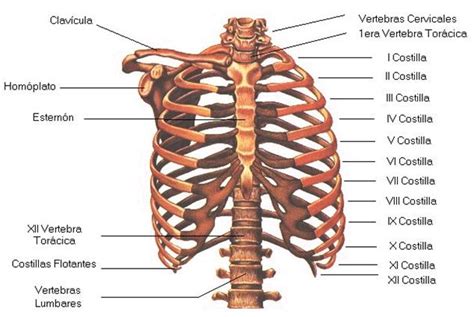 Las Costillas en el Cuerpo Humano La guía de Biología