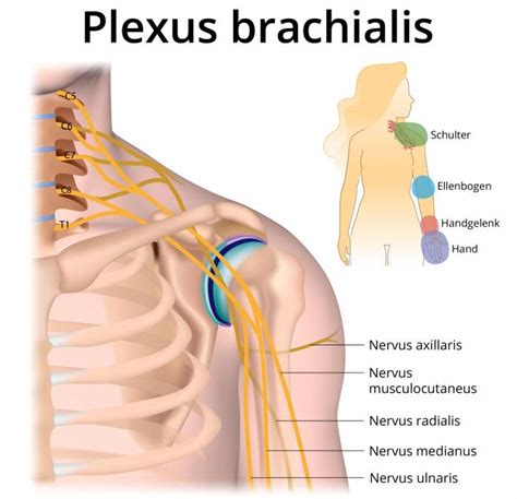 Brachialgie Ursachen Symptome Behandlung Prognose