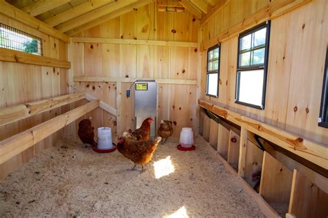 Two Chickens In A Wooden Coop With Windows