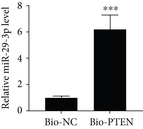The Relationship Between MiR 29a 3p And PTEN In Laryngocarcinoma Ab