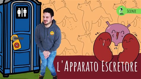 L APPARATO ESCRETORE Le Scienze Spiegate Ai Bambini Di Scuola