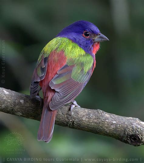 Painted Bunting Passerina Ciris