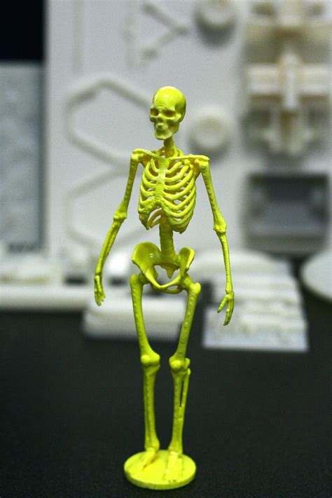 Файл 3D Демонстрационная модель скелета человека работы Марко
