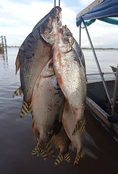 Jaraqui Guia De Peixes Comercializados Em Monte Alegre