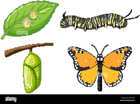 Ciclo de Vida de la Mariposa Monarca ilustración Imagen Vector de stock