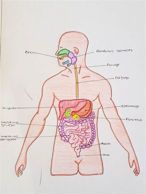Aparato digestivo para niños aprender el sistema digestivo pdf Artofit