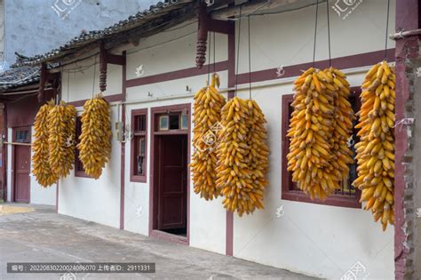 农家玉米丰收挂满墙 农作物 植物花草 摄影 汇图网www huitu