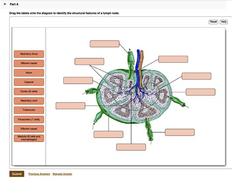 Part A Drag The Labels Onto The Diagram To Identify The Structural