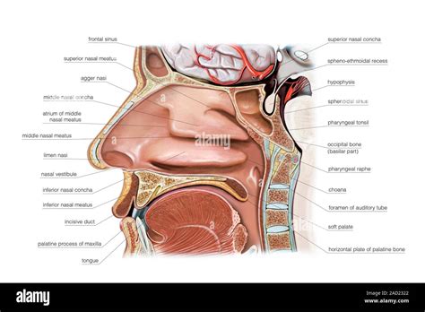 Illustration Of The Upper Respiratory Tract Nasal Cavity This Lateral