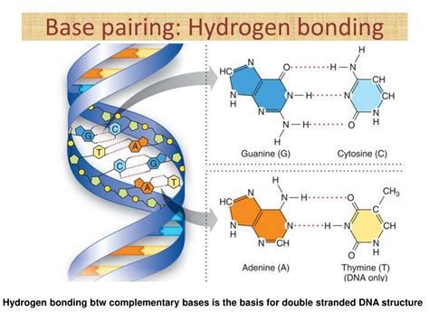 PPT Biological Molecules Nucleic Acids And Proteins PowerPoint