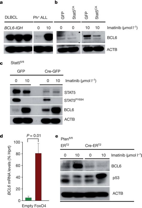 Regulation Of BCL6 Expression In BCRABL1 ALL Cells A Ph ALL Cells
