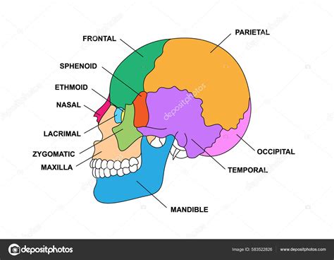 Human Skull Bones Anatomy Descriptions Colored Cranial Parts Structure