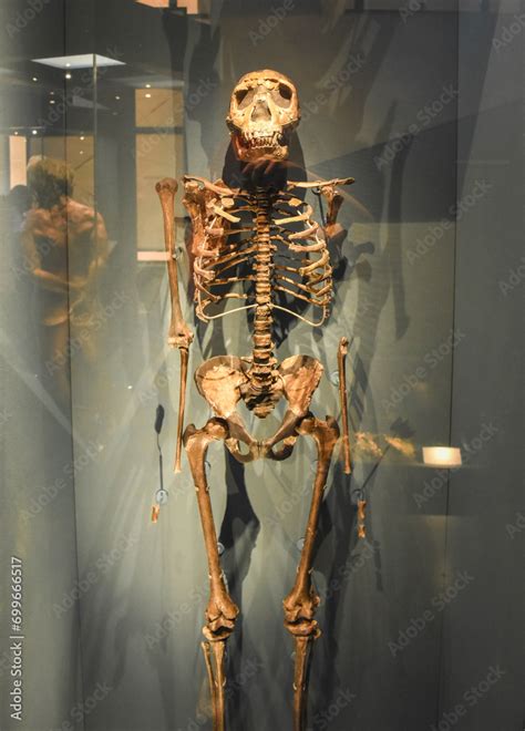 Human Skull Evolution Nature Theory Archeology Skeleton Dead Man
