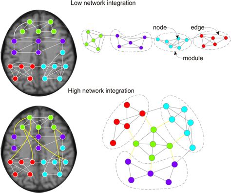 frontiers pro cognitive drug effects modulate functional brain network organization