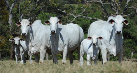 Treinamento em Atividade de Cria na Pecuária de Corte Fealq