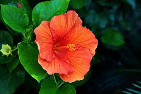 Conheça as propriedades das flores do hibisco e veja quais são os seus