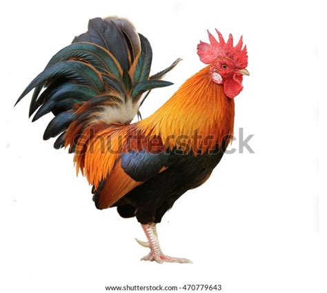 Hermoso Gallo Masculino Aislado En Fondo Foto De Stock 470779643