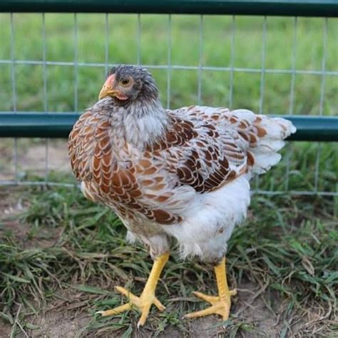 Splash Blue Laced Red Wyandotte